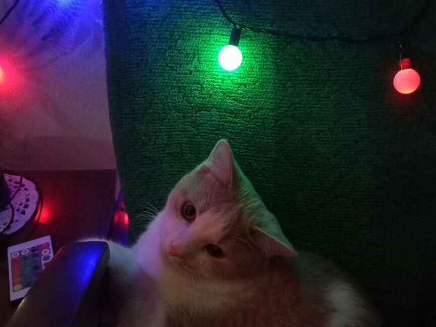 Бело-рыжий кот