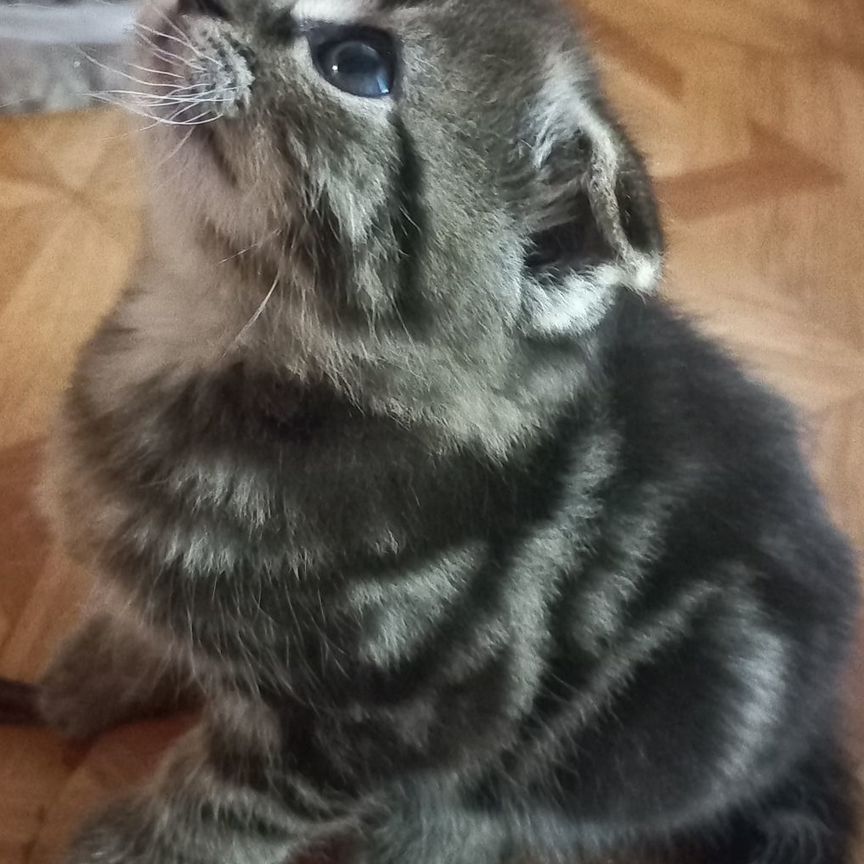 Кошечка вислоухая