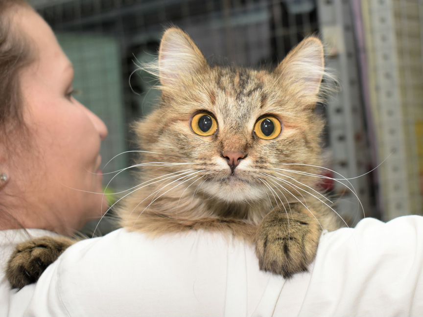 Кошка ищет дом