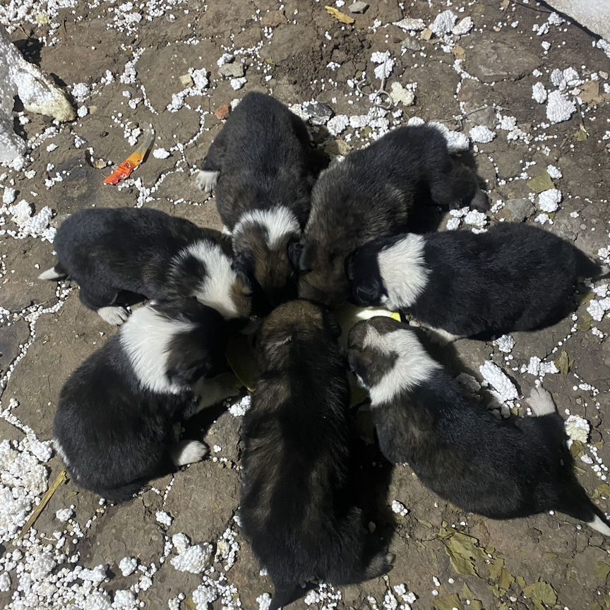 Щенки немецкой овчарки бесплатно