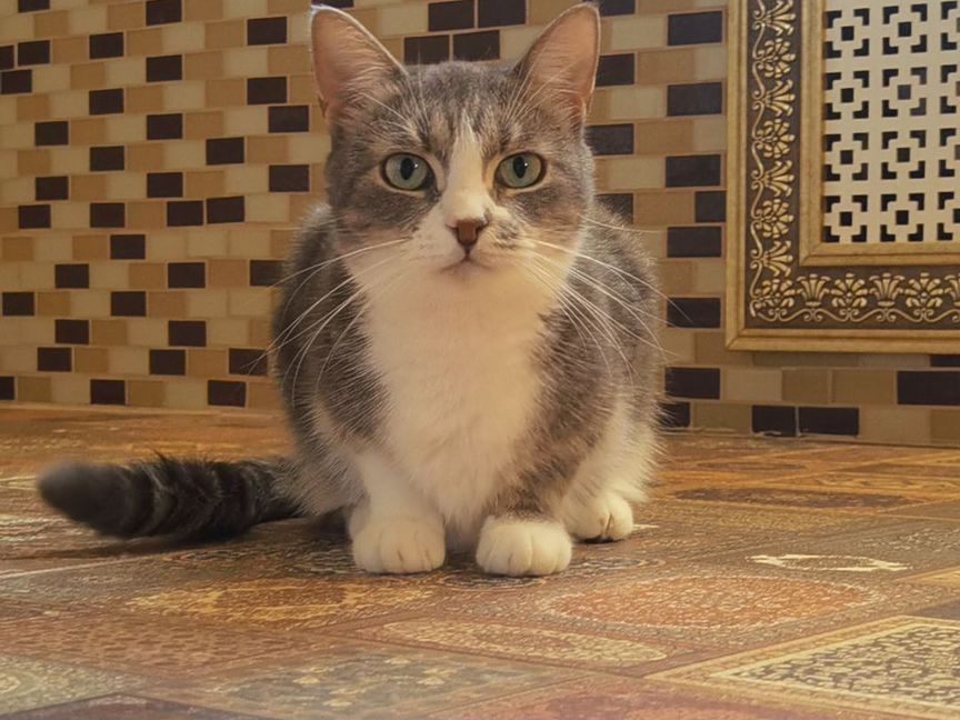 Шикарная кошка в добрые руки