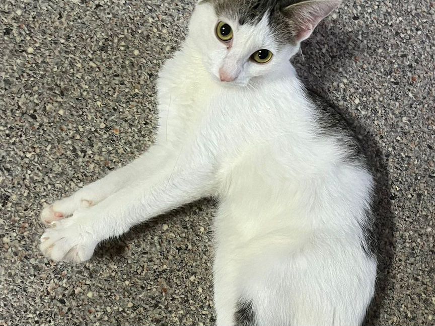 Ласковый котенок в добрые руки