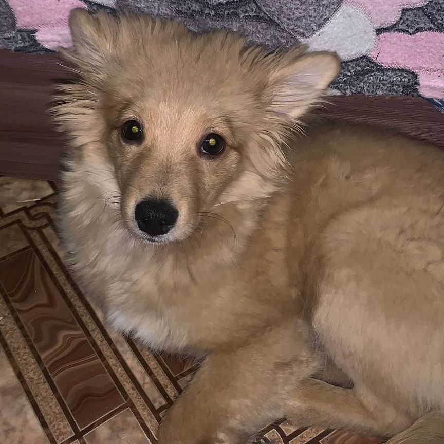 Щенок в добрые руки