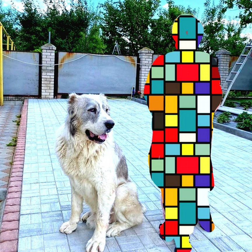 Вязка Алабай Мальчик 7лет
