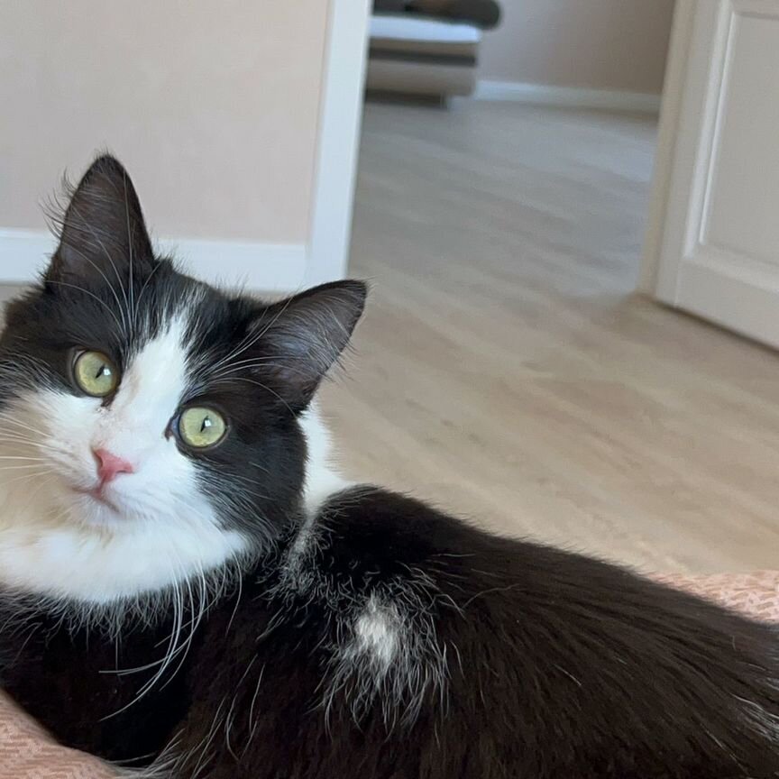 Кошки в добрые руки