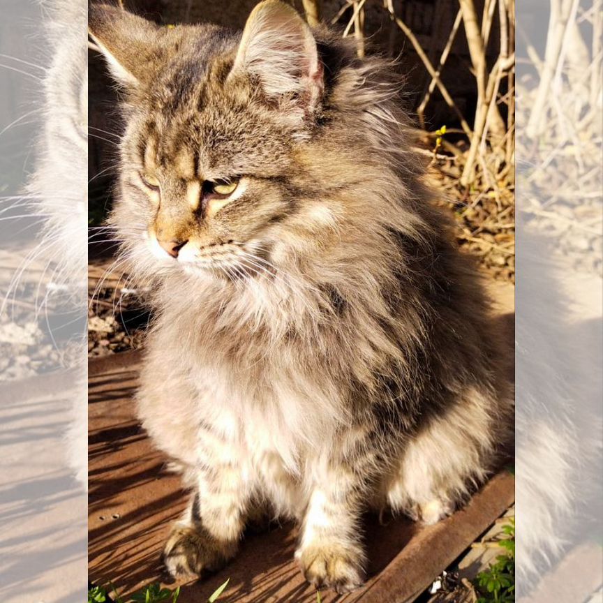 Кошки и коты в добрые руки