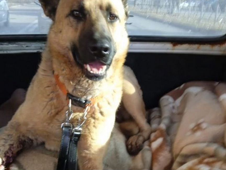 Отличный и умный пёс в добрые руки