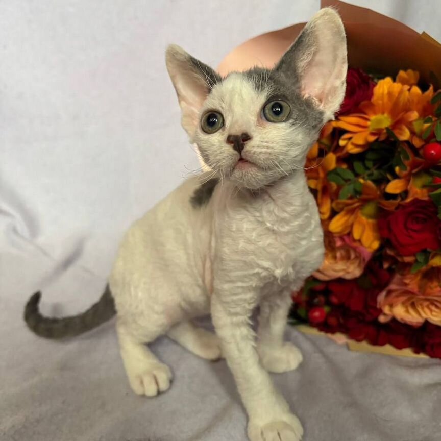 Девон-рекс котёнок