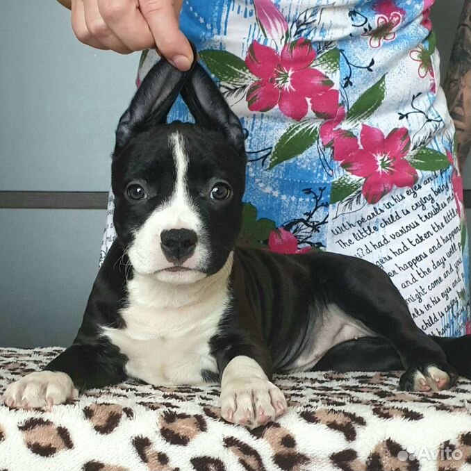 Щенки Американского Стаффордшир Терьера