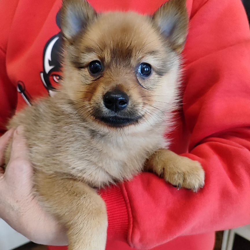 Финский шпиц, щенок