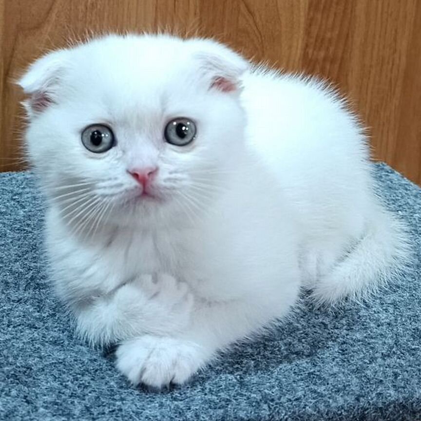 Мальчик белый вислоухий
