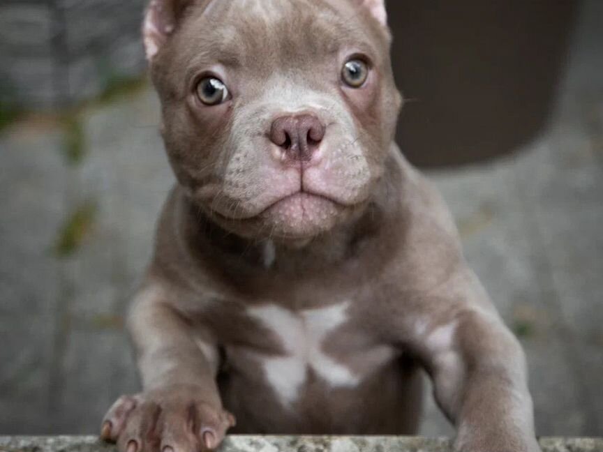 Щенки American Bully
