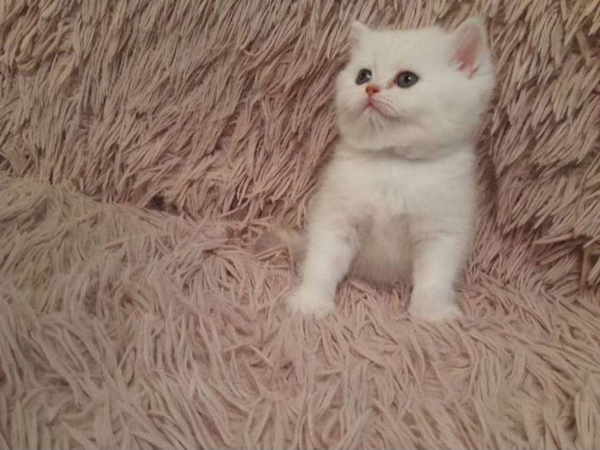 Британские котята