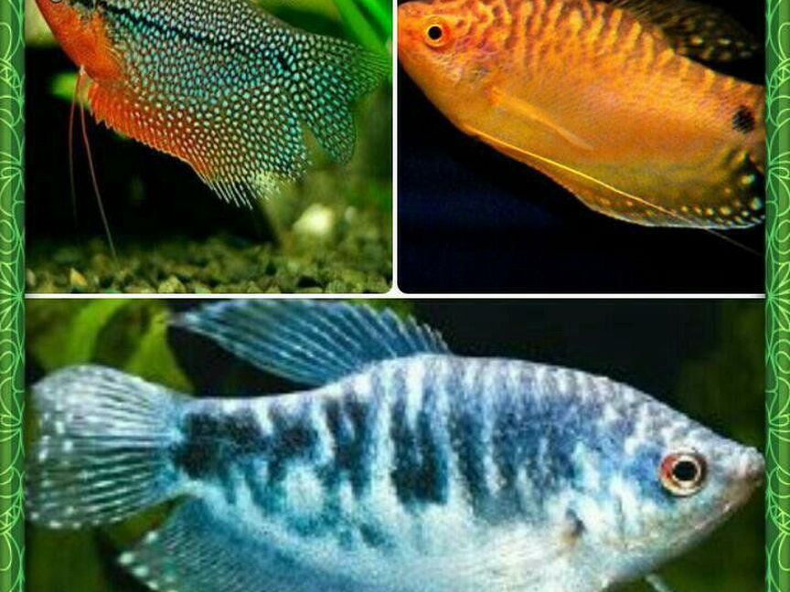 Гурами золотой, жемчужный, мраморный