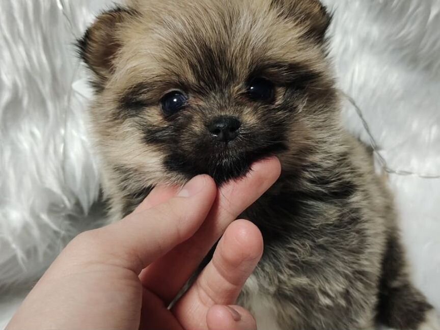 Щенки шпица