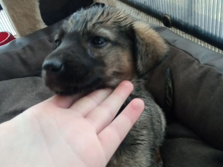 Собака в добрые руки щенок