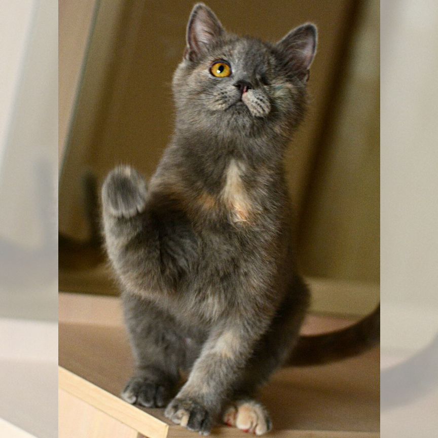 Оливочке очень нужна добрая семья