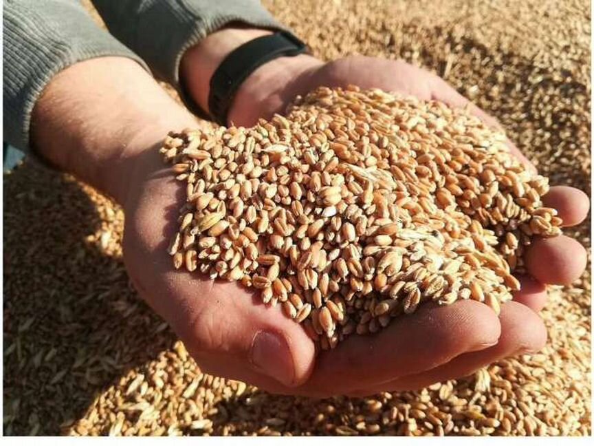 Зерно,пшеница-12р/кг,ячмень-10руб, рожь 9