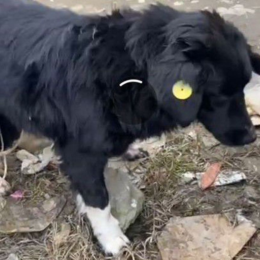 Взрослая собака в добрые руки