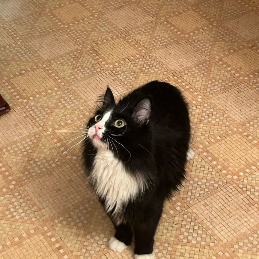 Кот Анастас