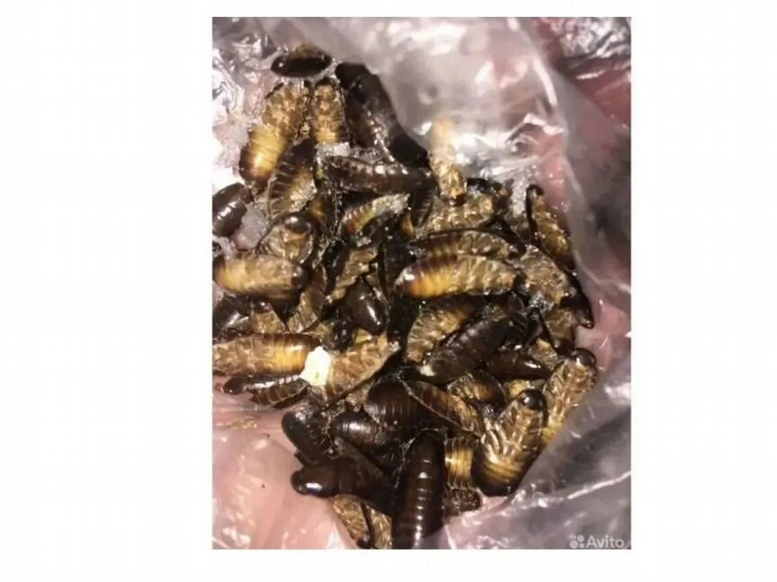 Тараканы, заморозка за плитку шоколада