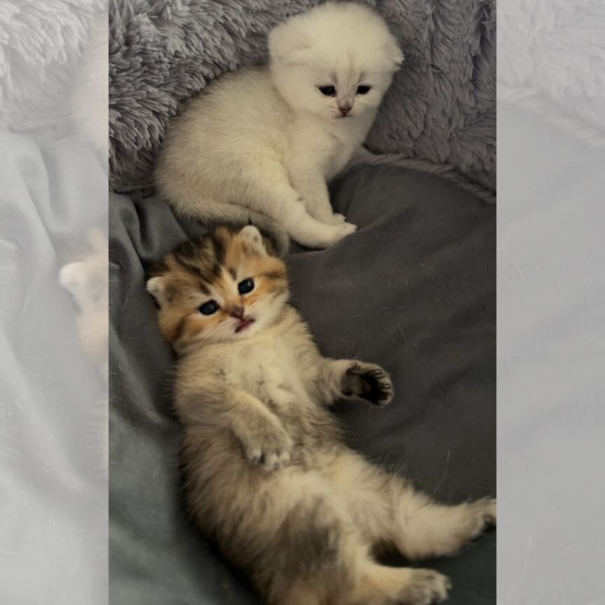 Британский короткошёрстный котёнок