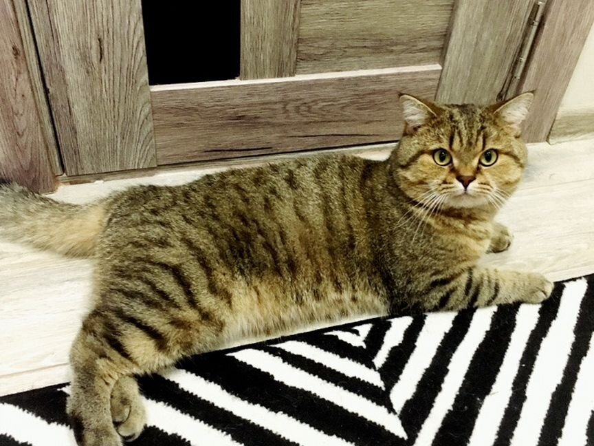 Вязка с шотландским котом)