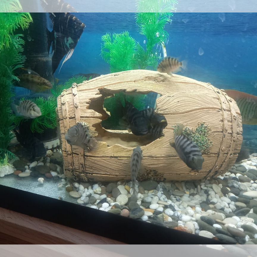 Аквариумные рыбки