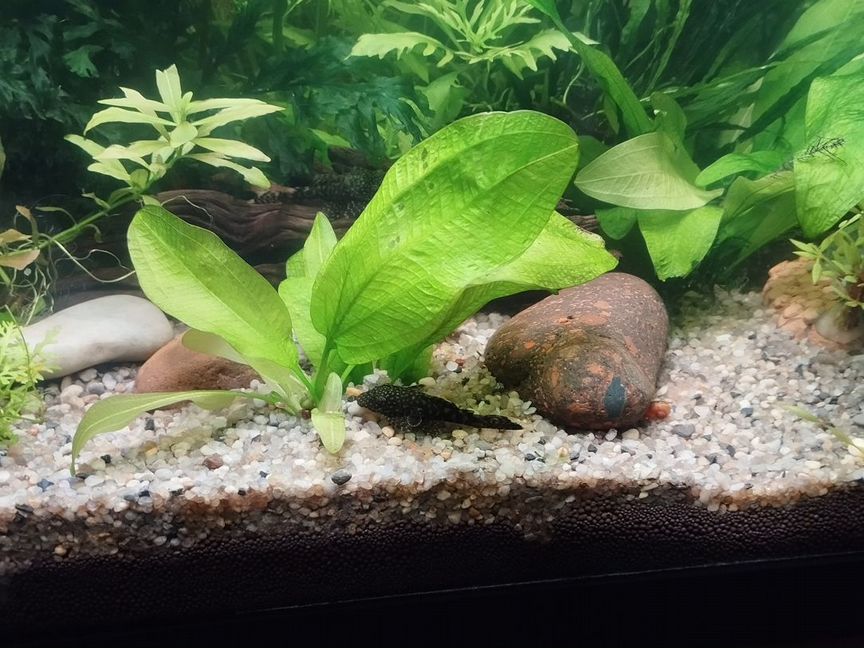 Аквариумные рыбки и растения