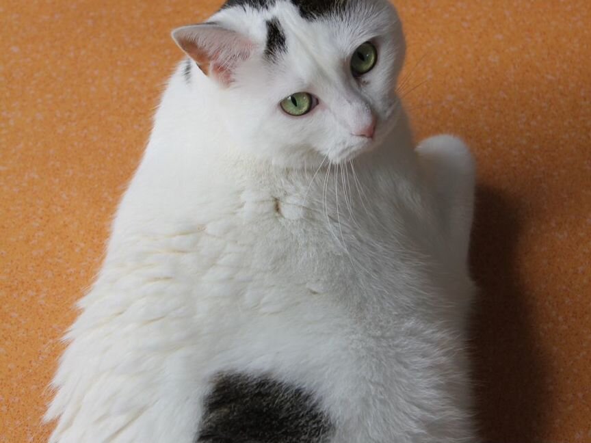 Не кошка, богема