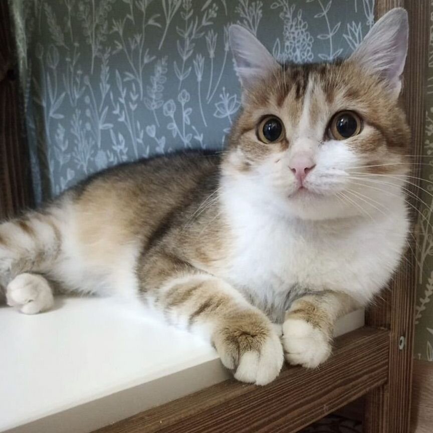 Взрослая кошка в добрые руки