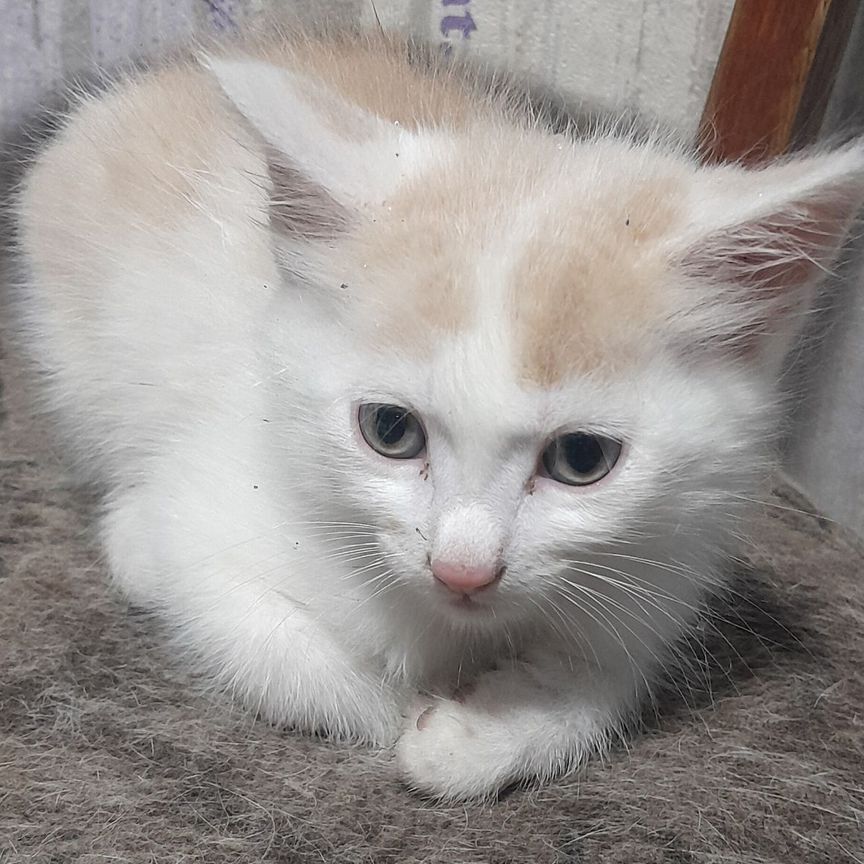 Котята