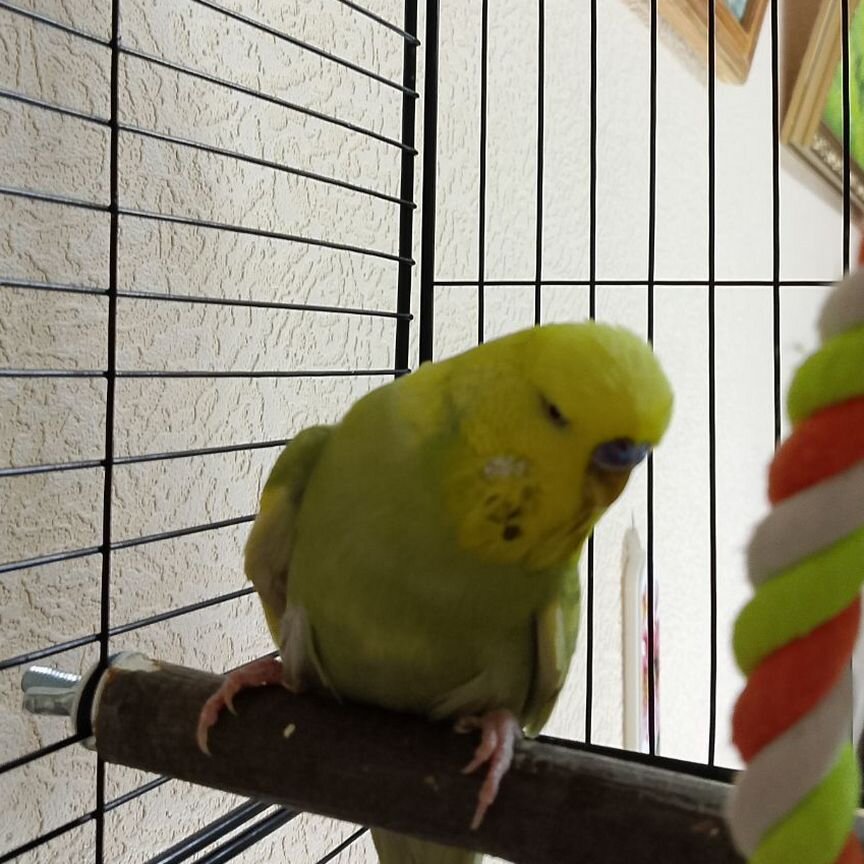 Волнистый попугай