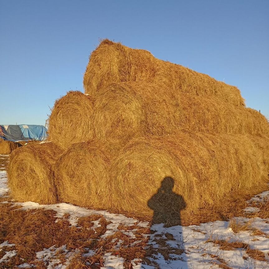 Продам сено в рулонах