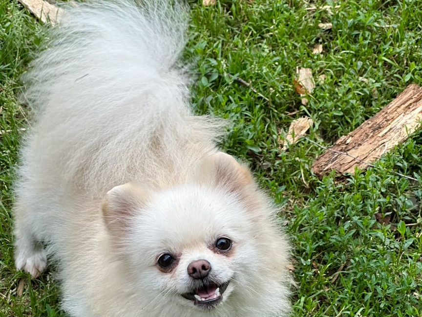 Белоснежка померанский шпиц