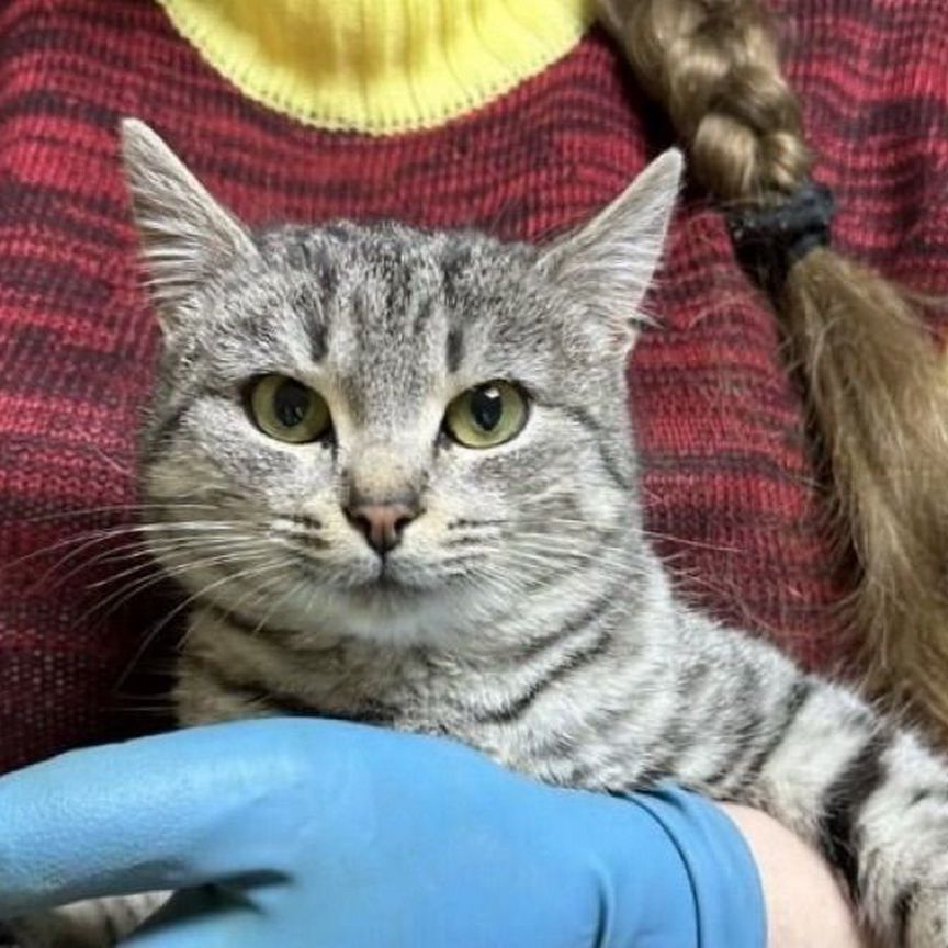 Кошечка