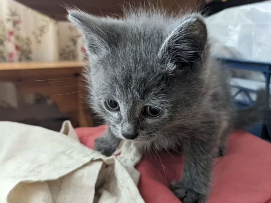 Котенок Мята в дар