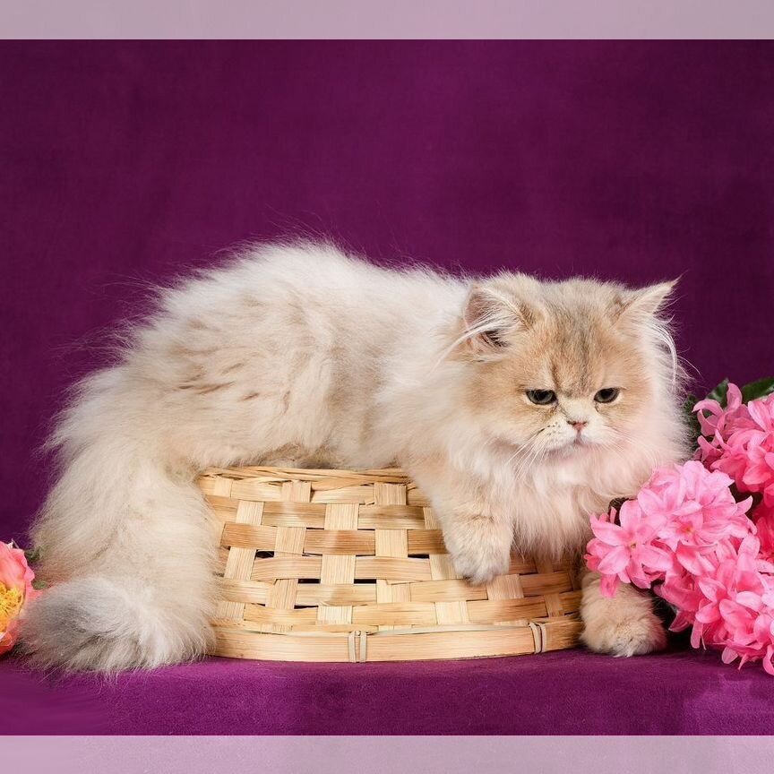 Британский длинношёрстный котёнок