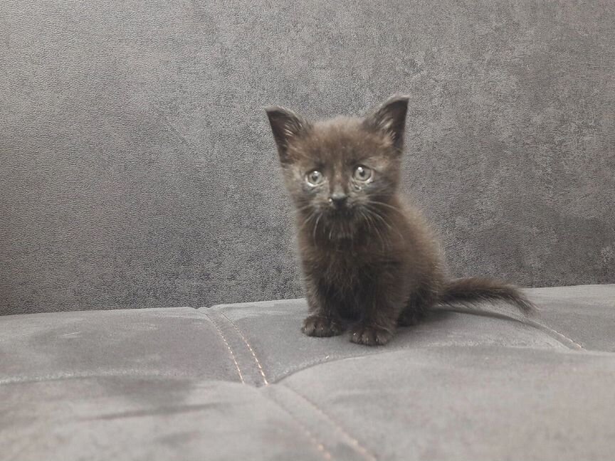 Маленький котенок ищет дом