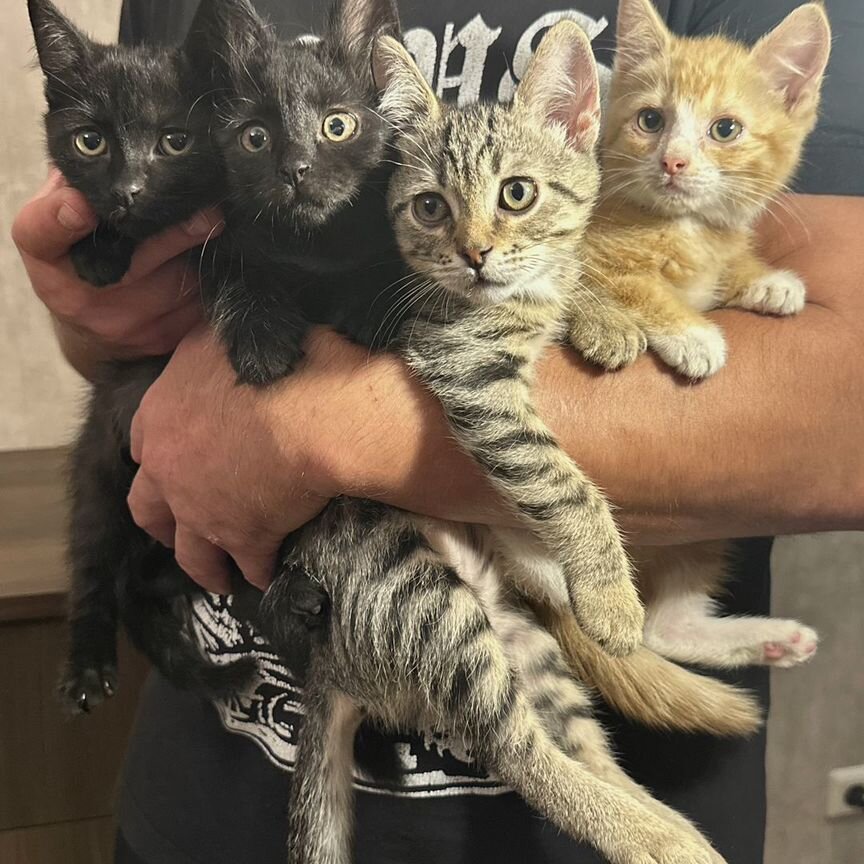 Котятам нужна семья