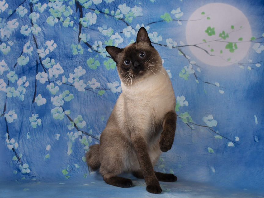 Кот Меконгский бобтейл. Вязка