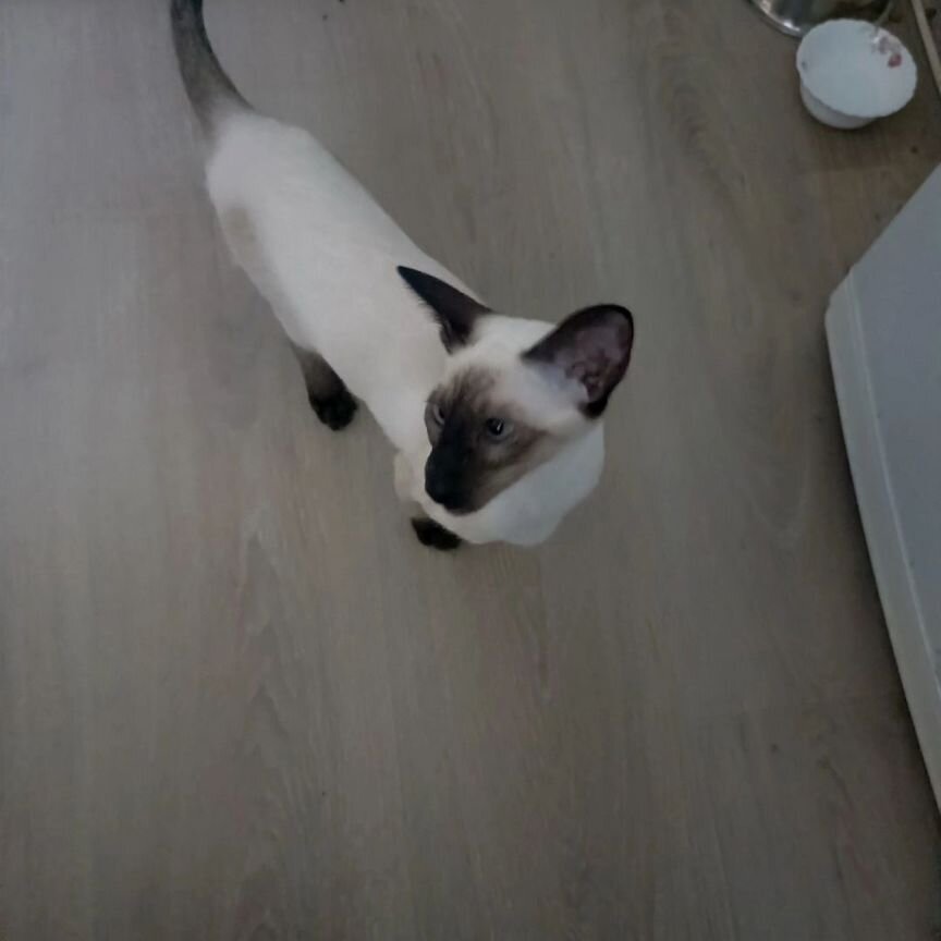 Котенок девочка ориентал