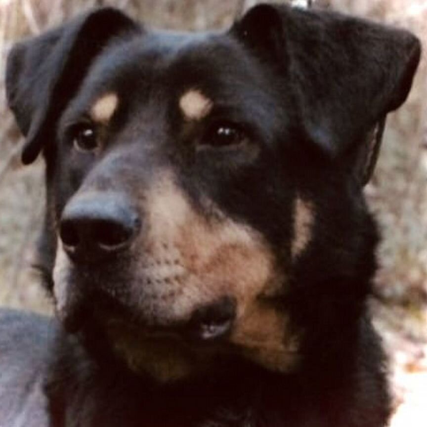 Ротвейлер, взрослый пёс