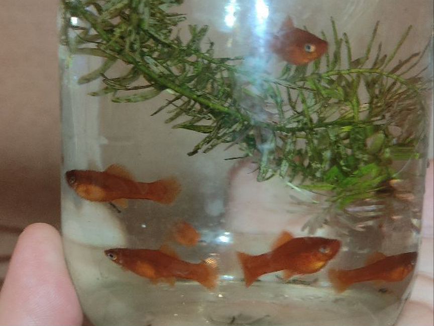 Бесплатно. Красные породистые меченосцы