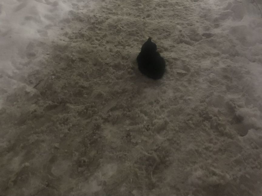 Чёрный кот молодой, зелёные глазки