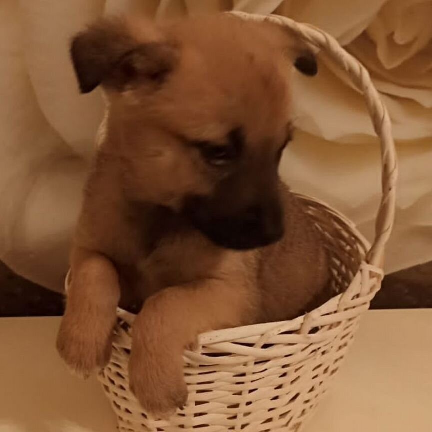 Щенок в добрые руки