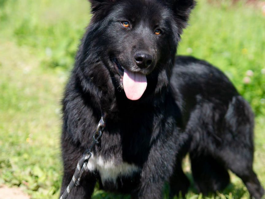 Невероятно Красивая собака