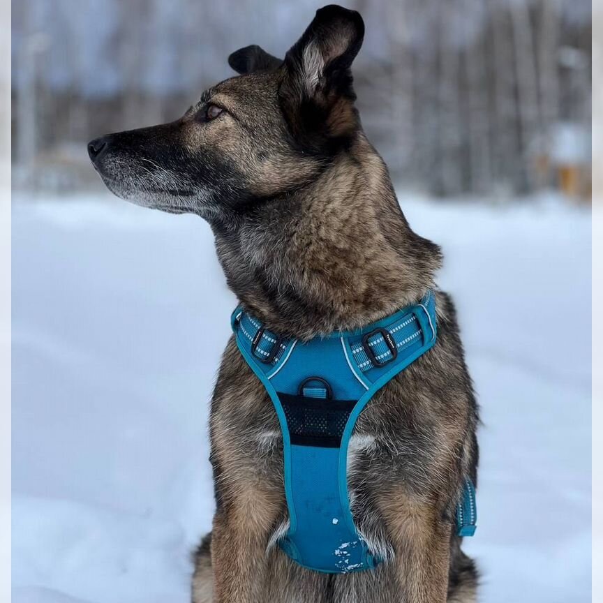 Базовая шлейка Truelove