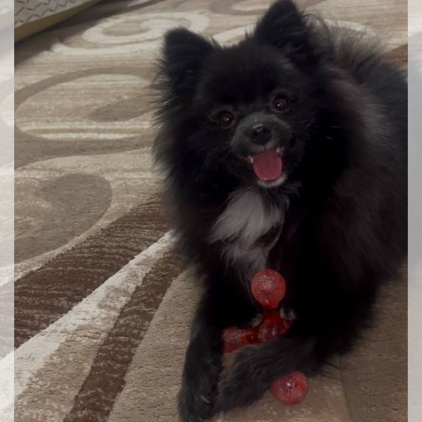 Немецкий шпиц, щенок