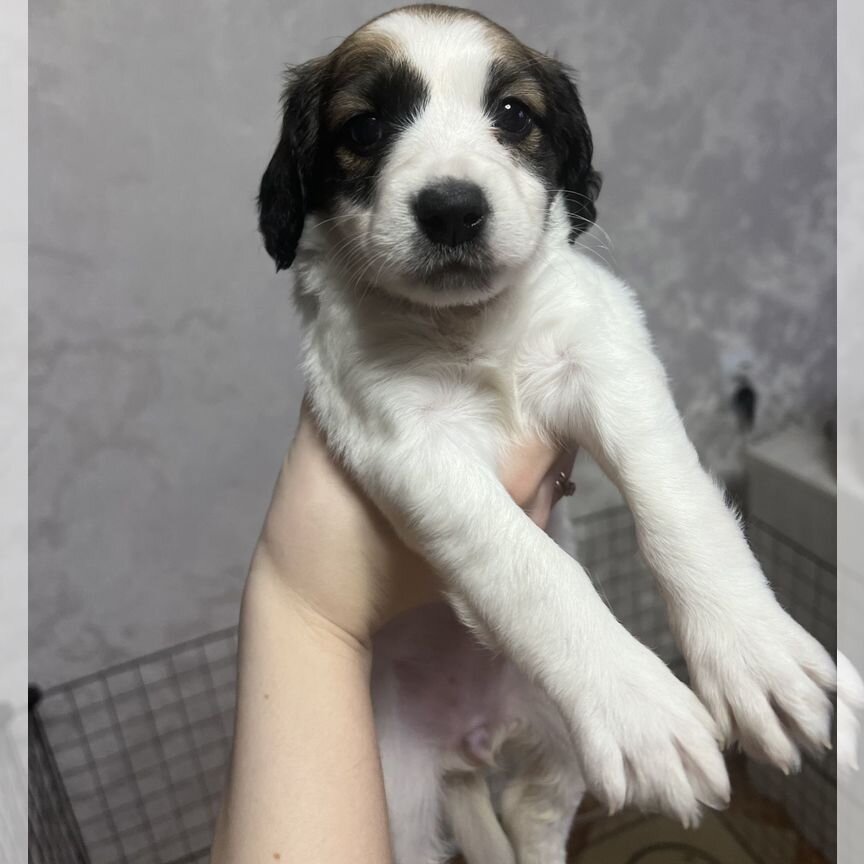 Йоркширский терьер, щенок